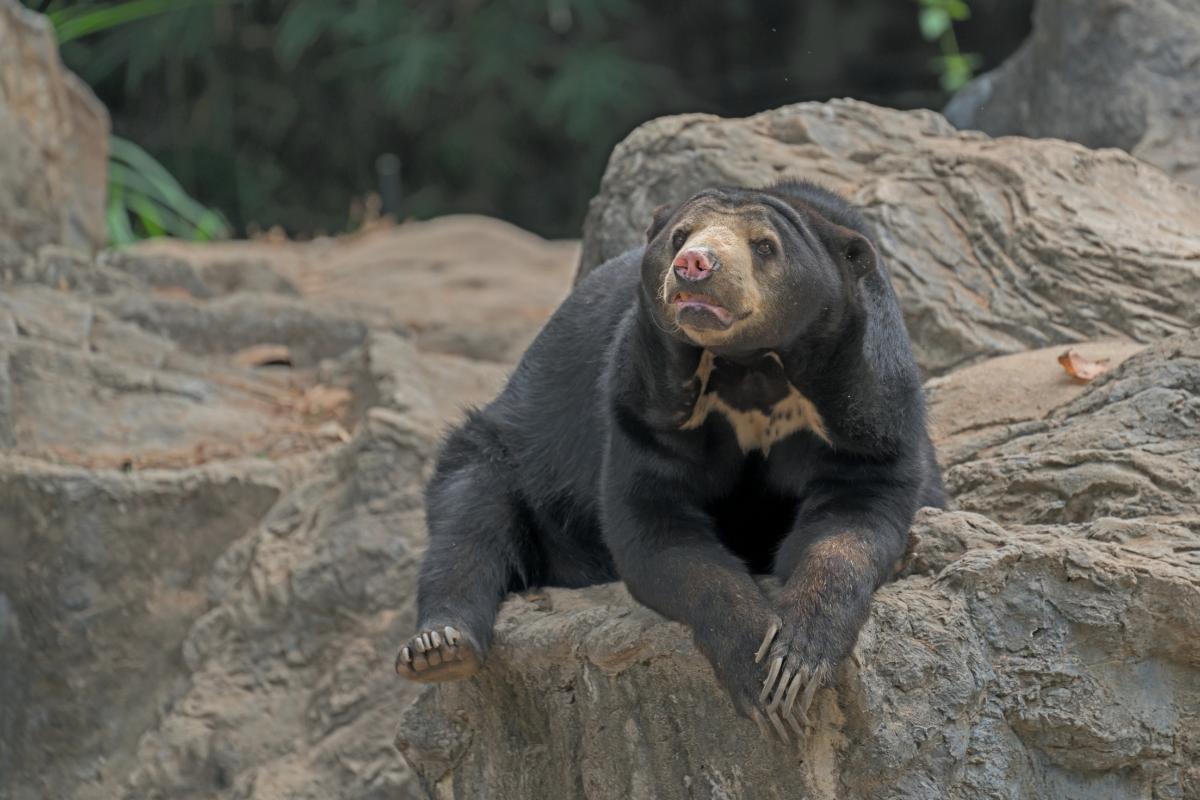 8 tipos de osos - Nombres y fotos