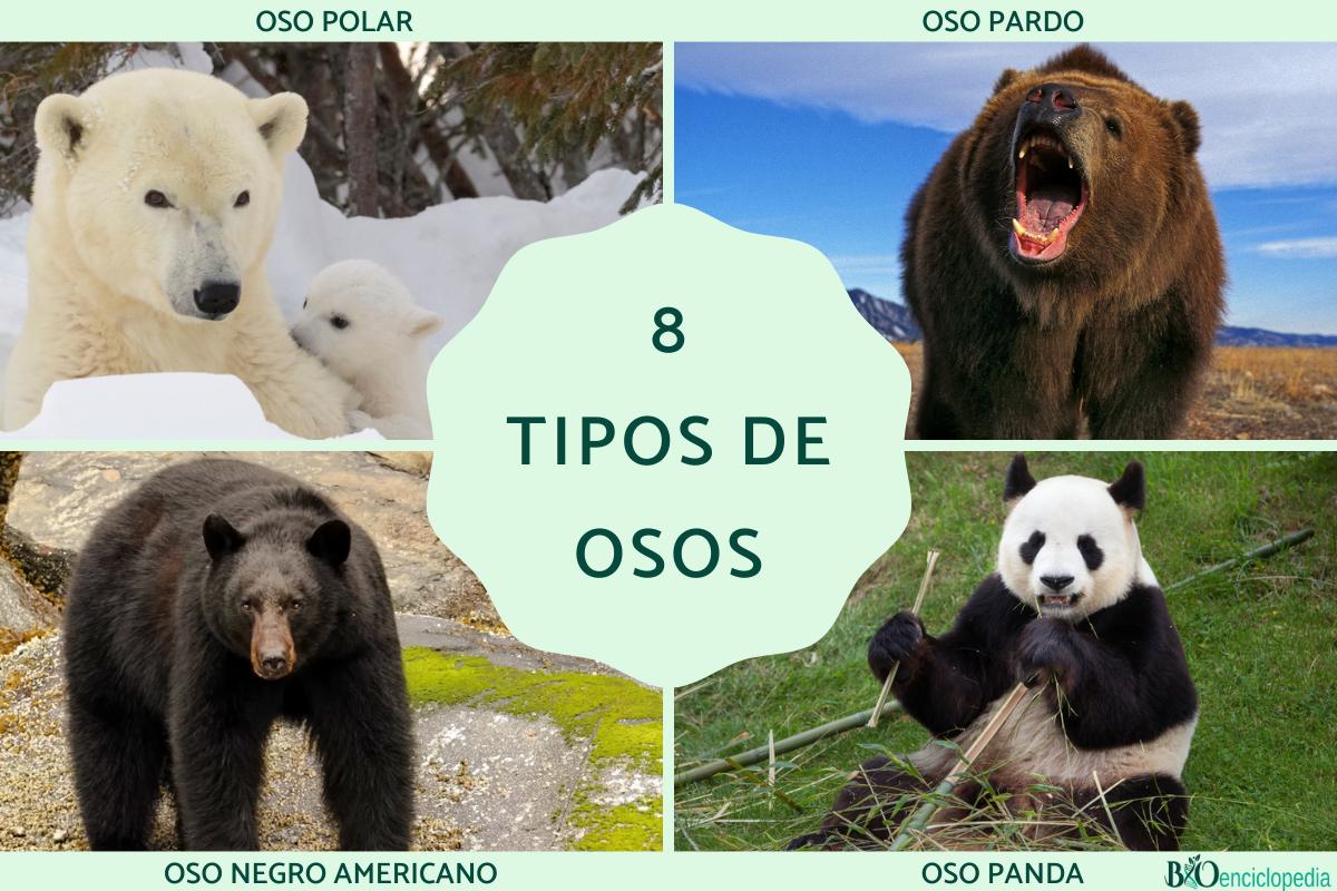 8 tipos de osos - Nombres y fotos