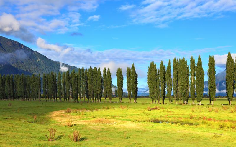 El Ciprés - el árbol de los 1000 años de vida