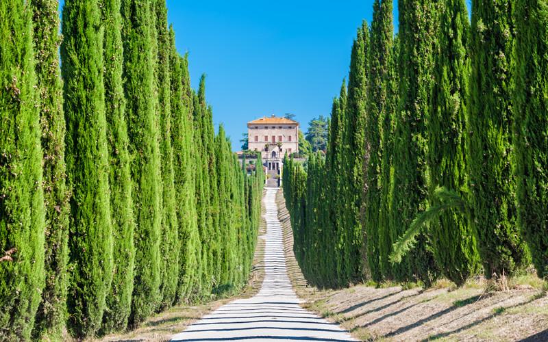 El Ciprés - el árbol de los 1000 años de vida