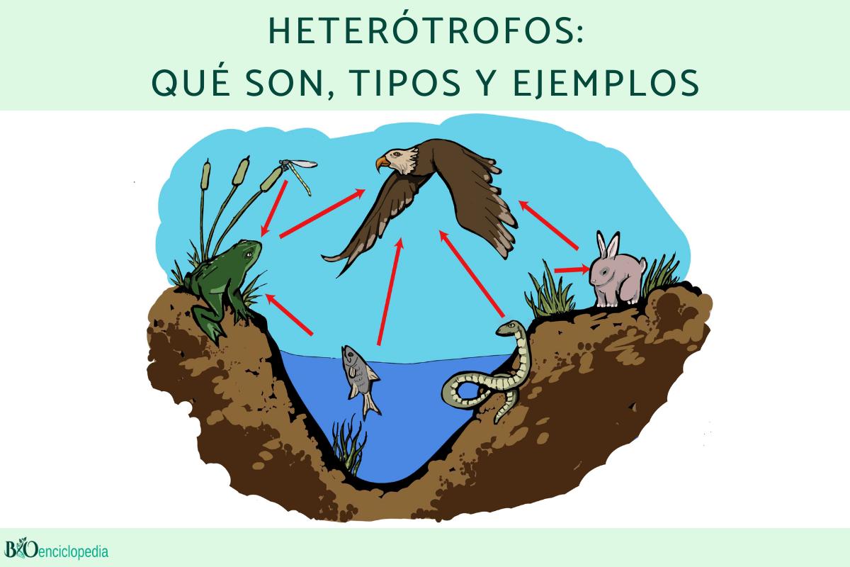 Que Son Los Organismos Heterotrofos Y Cuales Son Sus Caracteristicas ... Que Son Los Organismos Heterotrofos Y Cuales Son Sus Caracteristicas ...