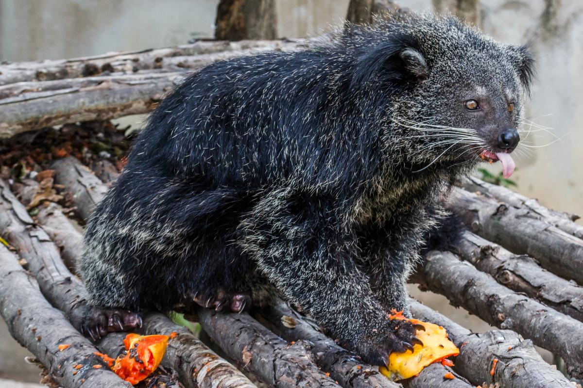 Binturong o manturón - Qué es, olor a palomitas de maíz y curiosidades