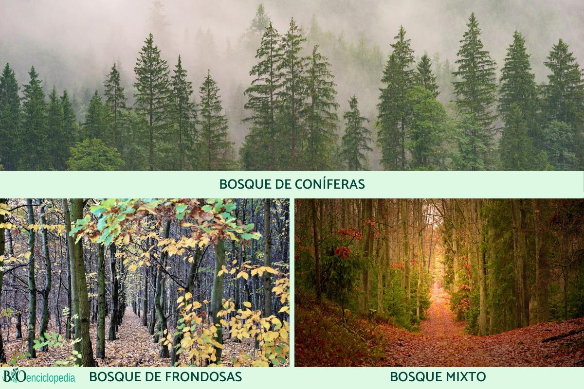 14 tipos de bosques - Guía completa