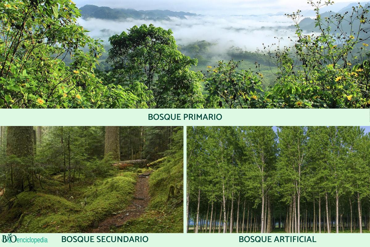 14 tipos de bosques - Guía completa