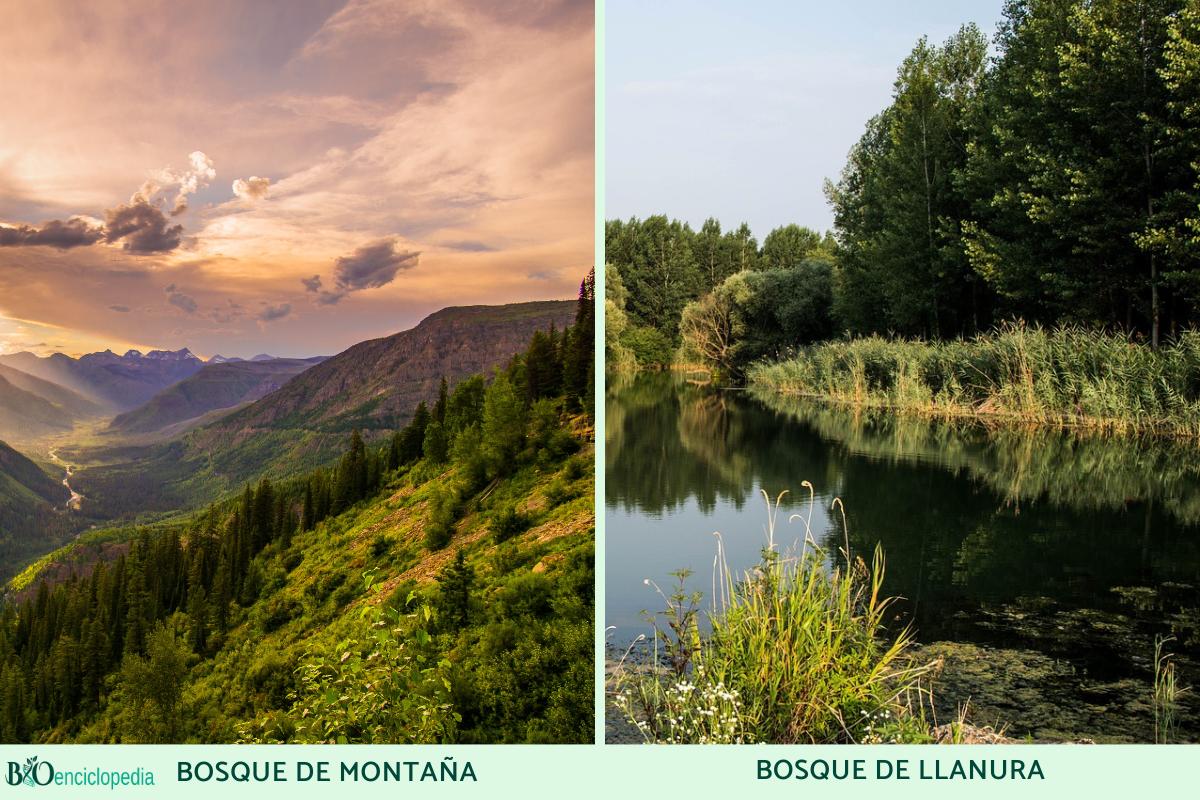 14 tipos de bosques - Guía completa