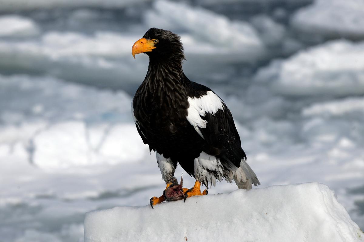Pigargo gigante o Haliaeetus pelagicus - Características, hábitat y ...