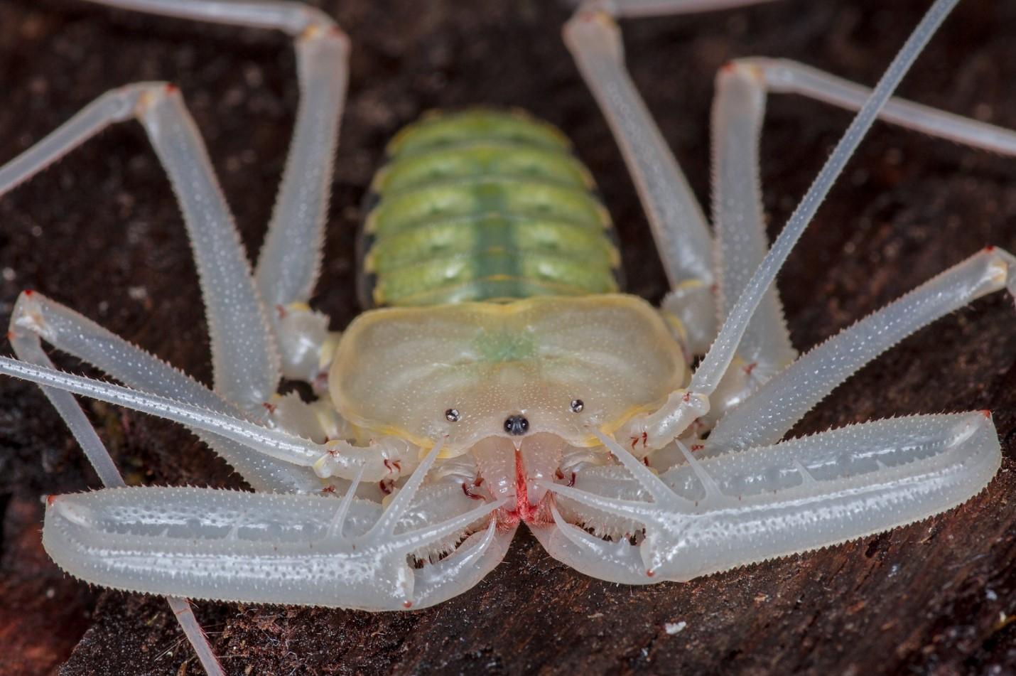 Amblipigios: qué son, características y ejemplos - Resumen con fotos