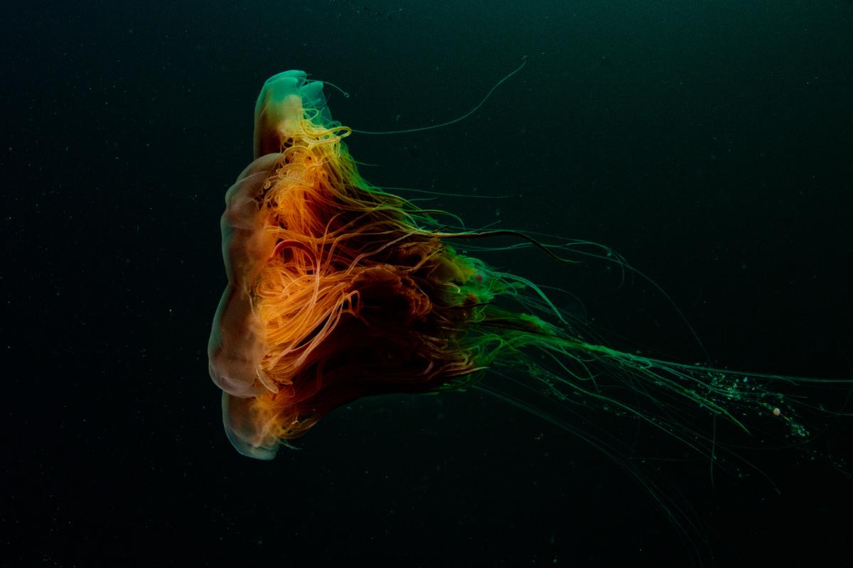 Medusa melena de león o Cyanea capillata - Características, picadura y ...