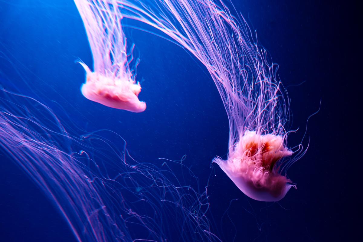 Medusa melena de león o Cyanea capillata - Características, picadura y ...