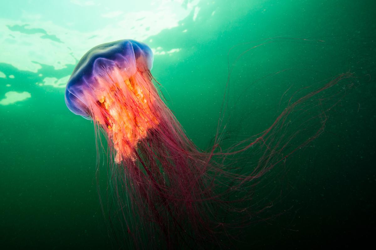 Medusa melena de león o Cyanea capillata - Características, picadura y ...