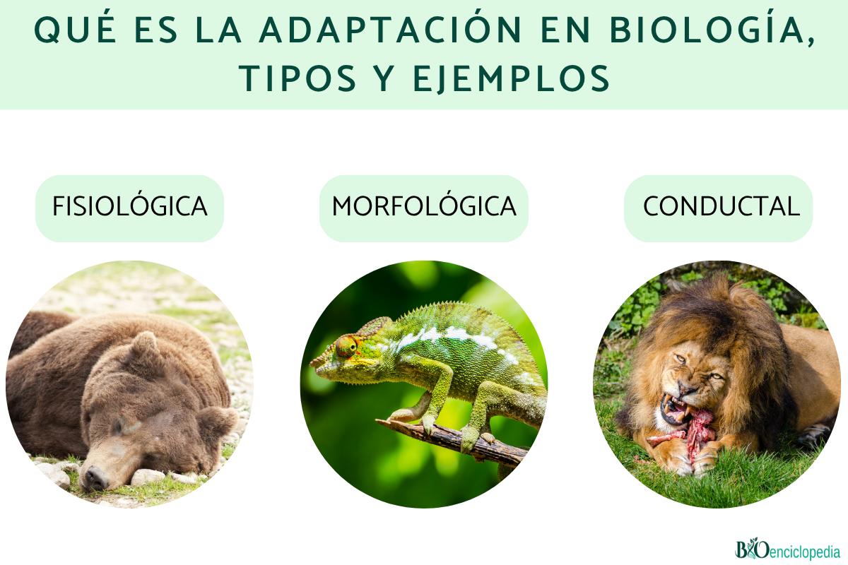 Qué es la adaptación en biología, tipos y ejemplos - Resumen