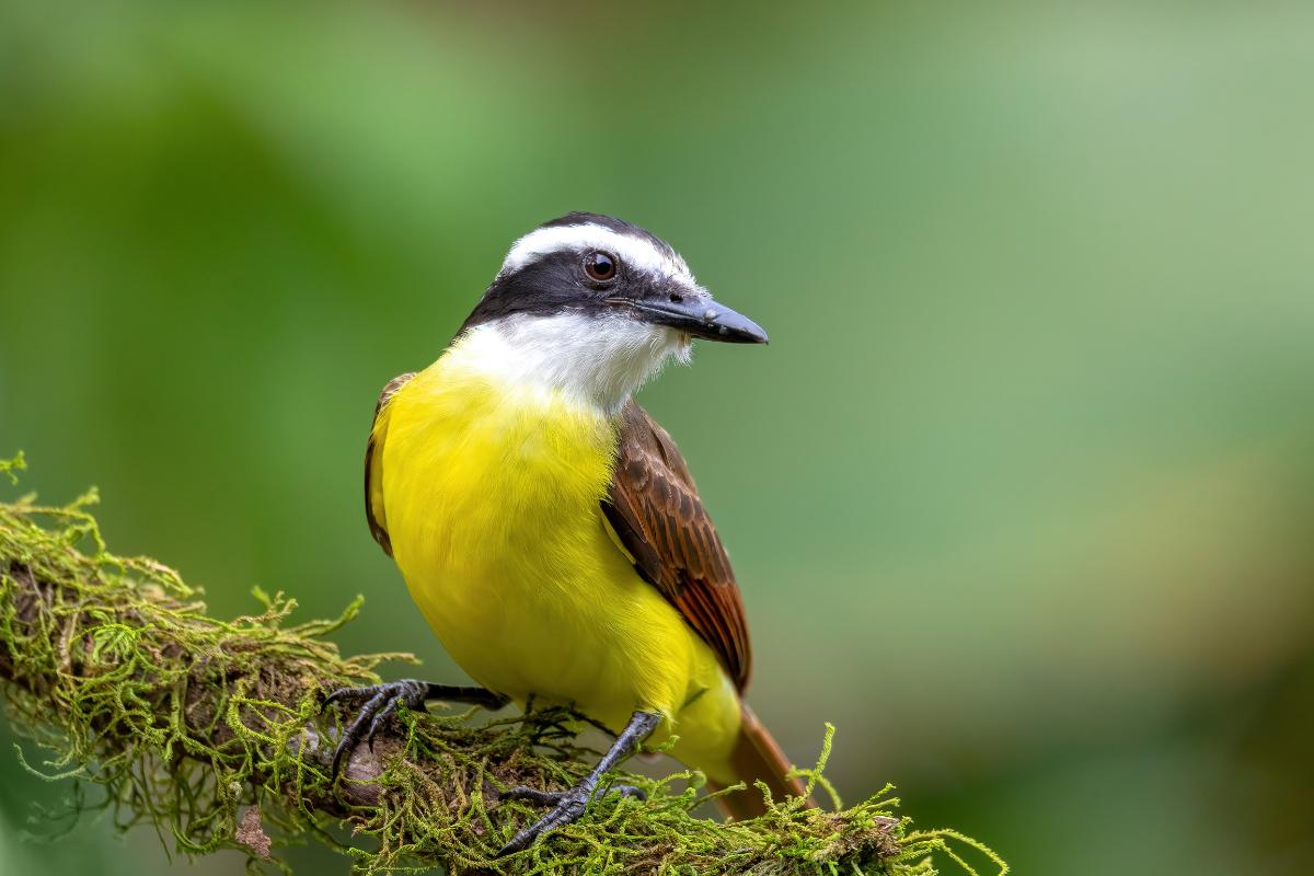 Benteveo o Pitangus sulphuratus - Características, dónde vive y ...