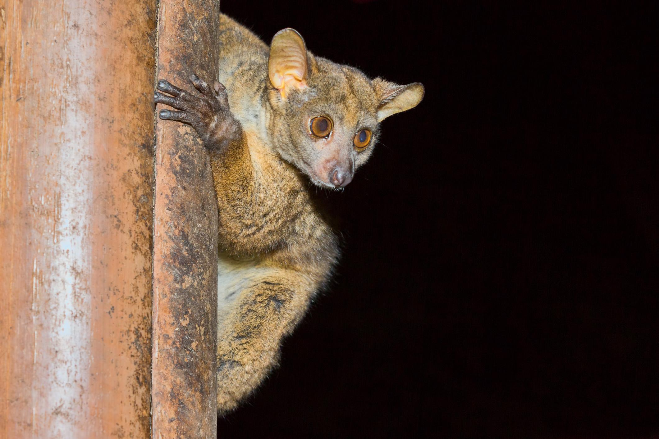 Gálago - Características, hábitat y alimentación