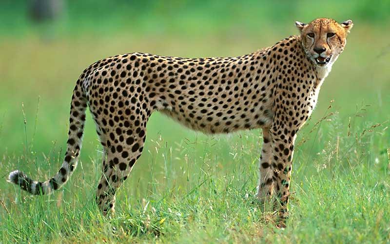 Guepardo - Características, alimentación y curiosidades