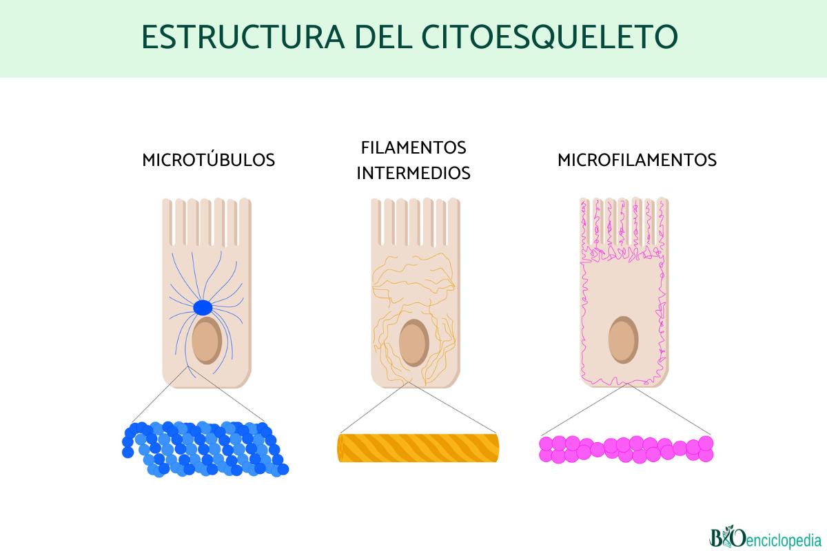 Citoesqueleto: qué es, función y estructura - Resumen Citoesqueleto: qué es, función y estructura - Resumen