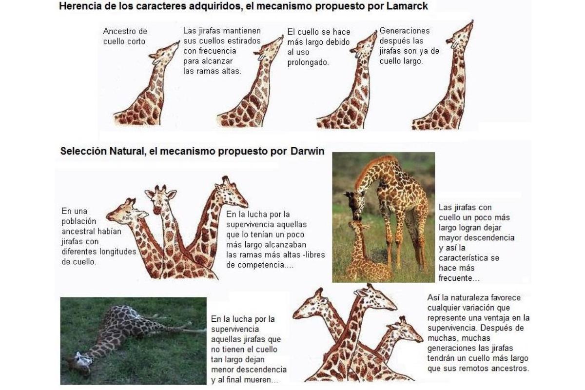 Teoría de Lamarck: qué es, importancia y ejemplo - Resumen para estudiar