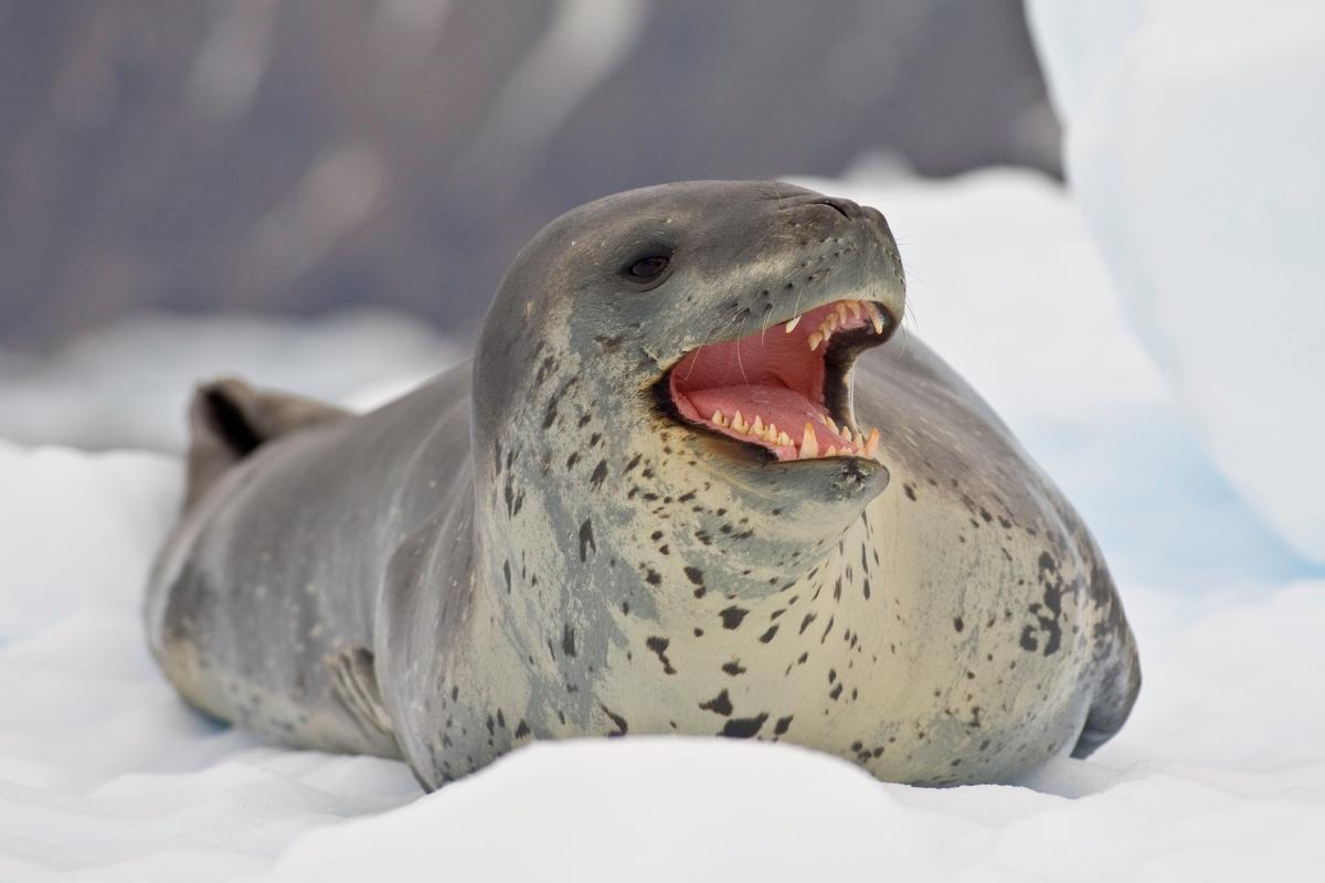 Foca leopardo o Hydrurga leptonyx - Características, dónde vive y alimentación
