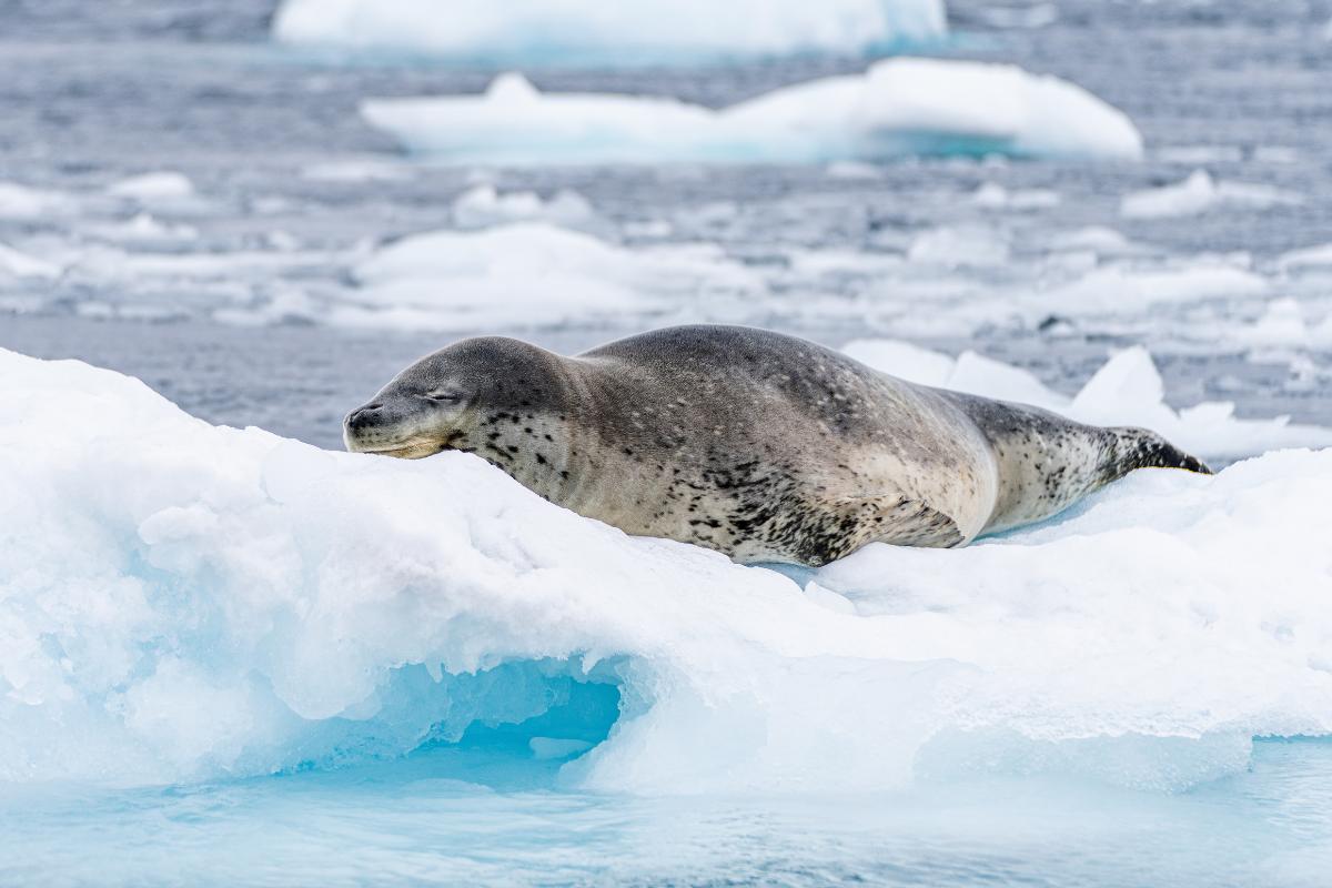 Foca leopardo o Hydrurga leptonyx - Características, dónde vive y alimentación