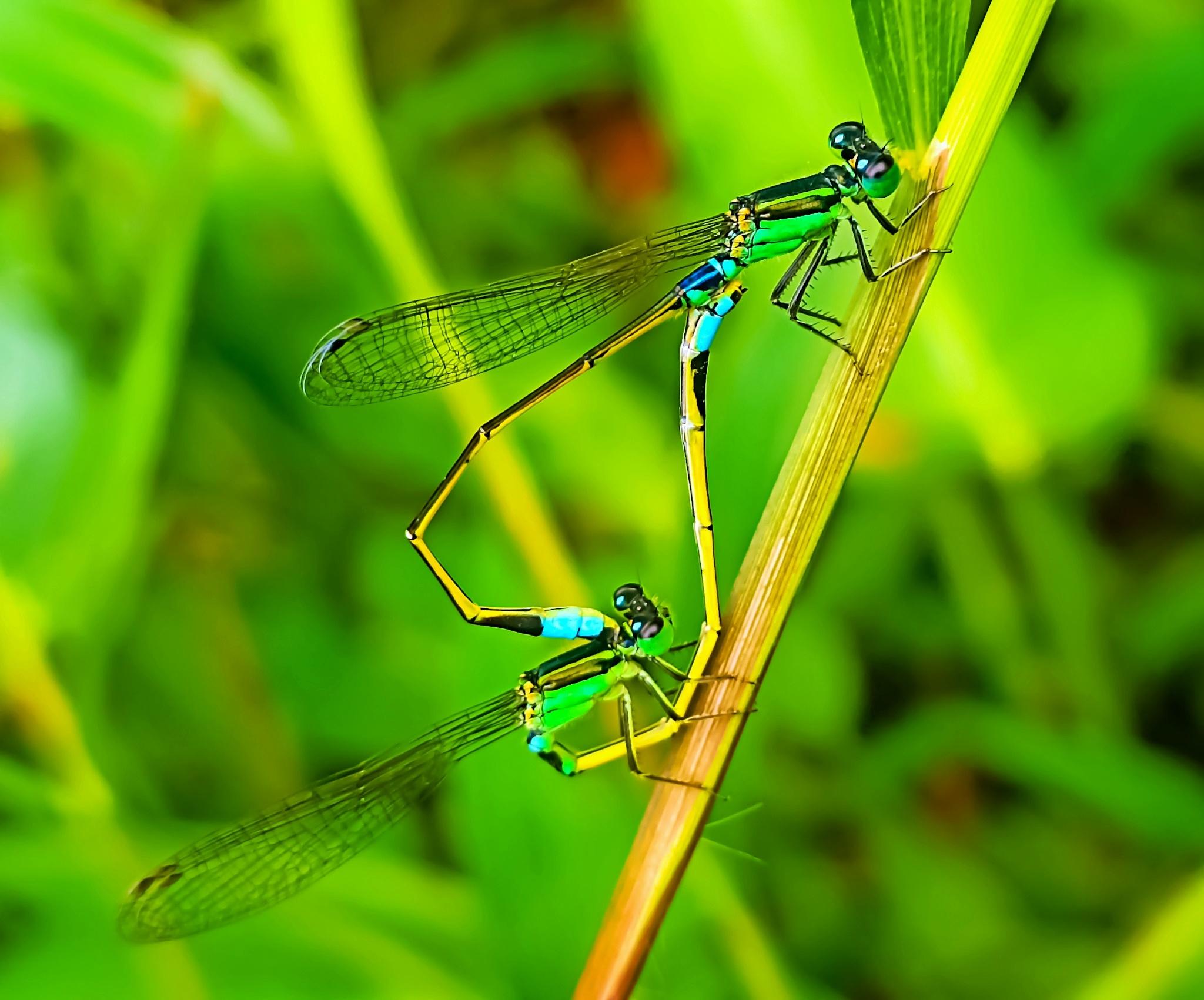 Caballito del diablo - Características, dónde vive y alimentación