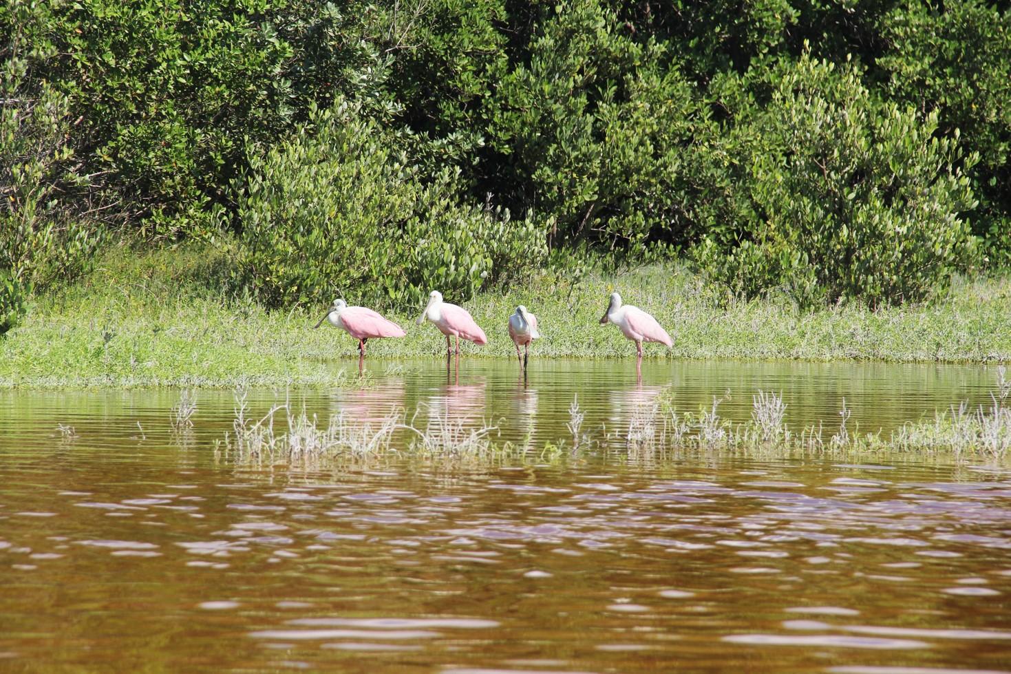 Humedales: qué son, características y tipos - Resumen
