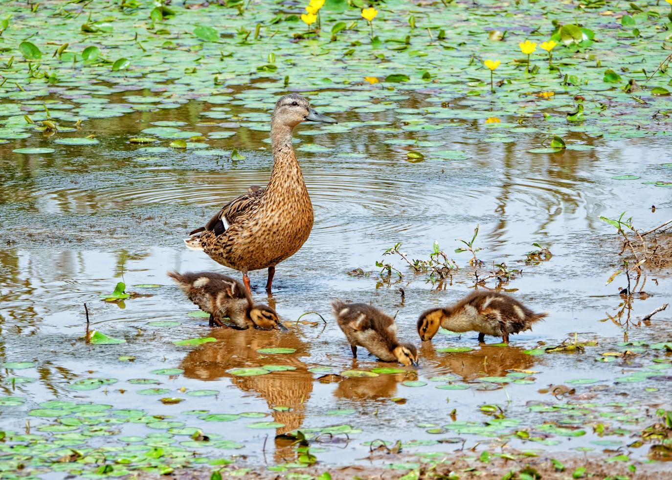 Humedales: qué son, características y tipos - Resumen