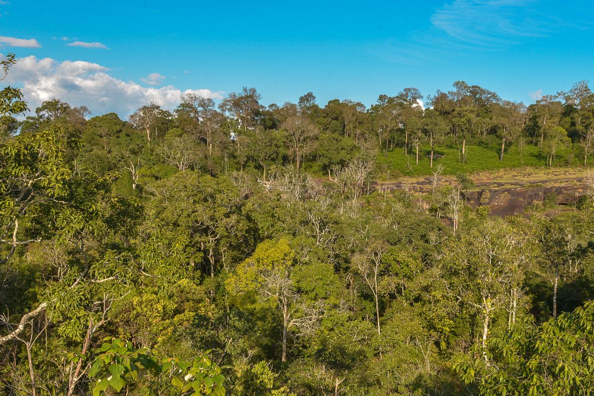 11 tipos de selvas - Guía completa