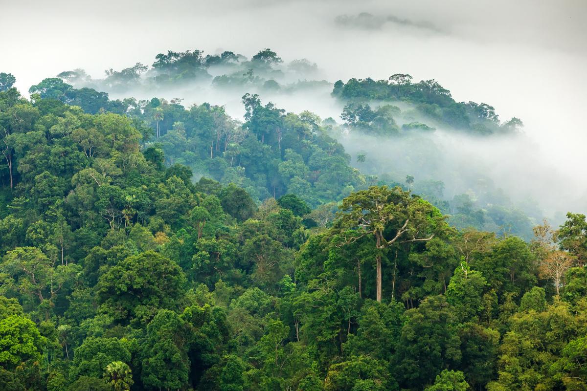 11 tipos de selvas - Guía completa