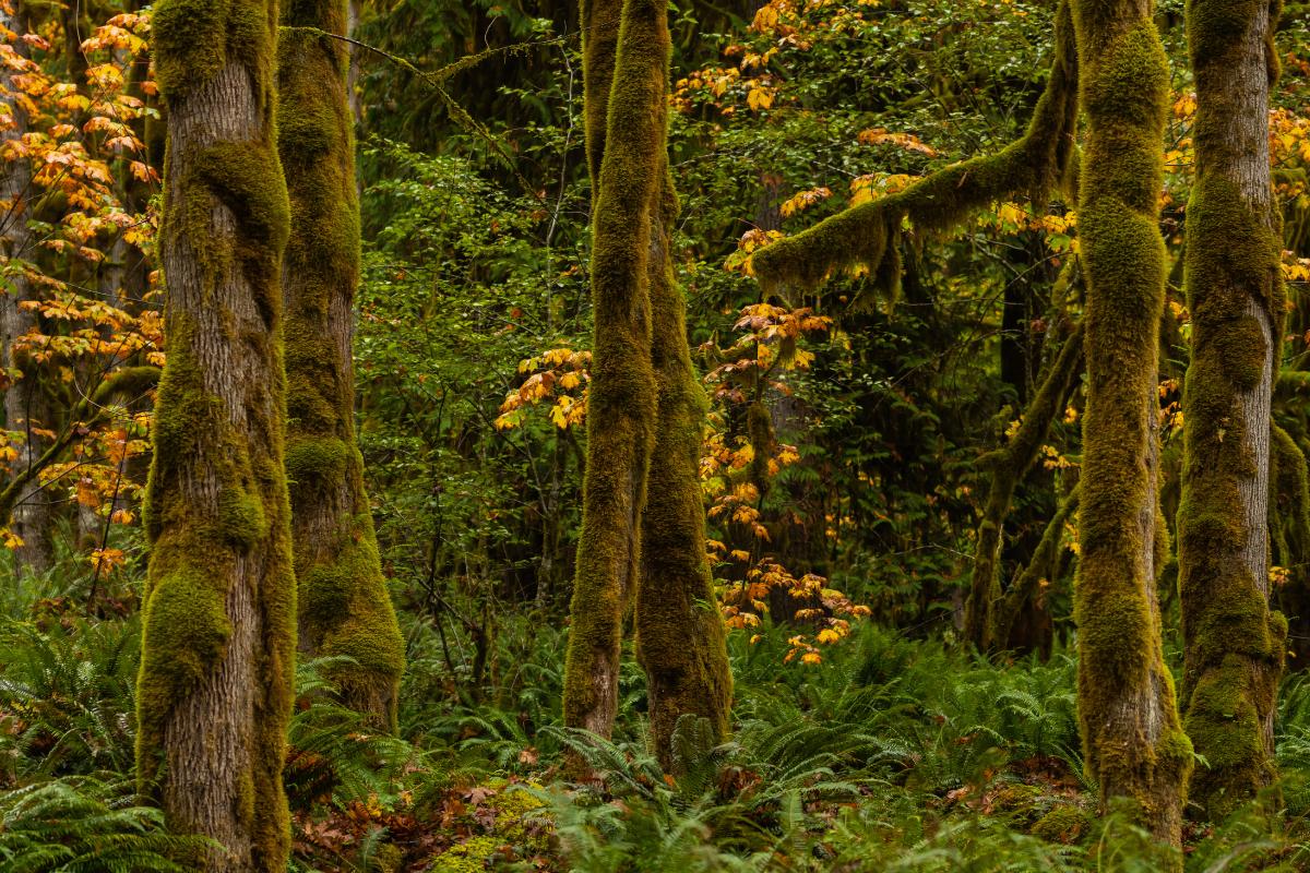 11 tipos de selvas - Guía completa