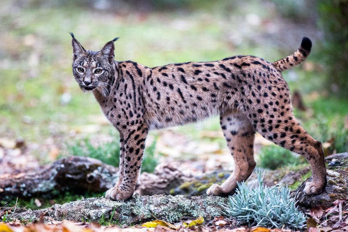 4 tipos de linces - Nombres y fotos