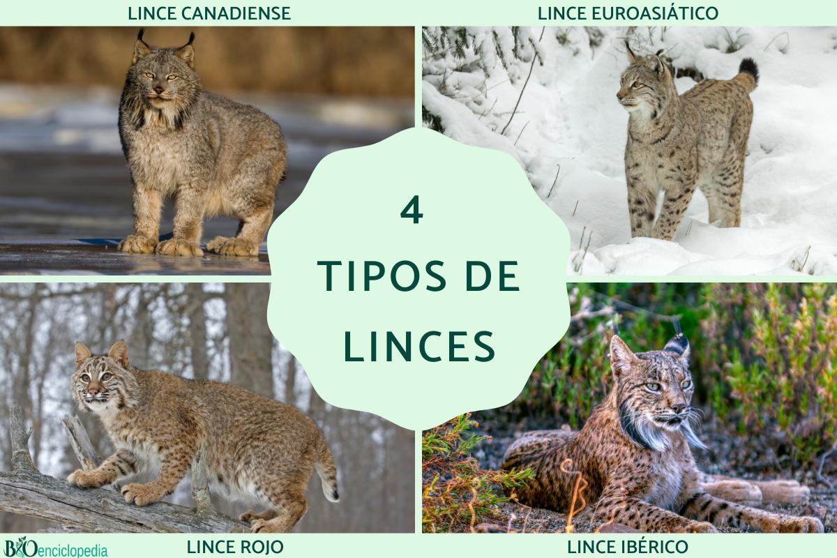 4 tipos de linces - Nombres y fotos
