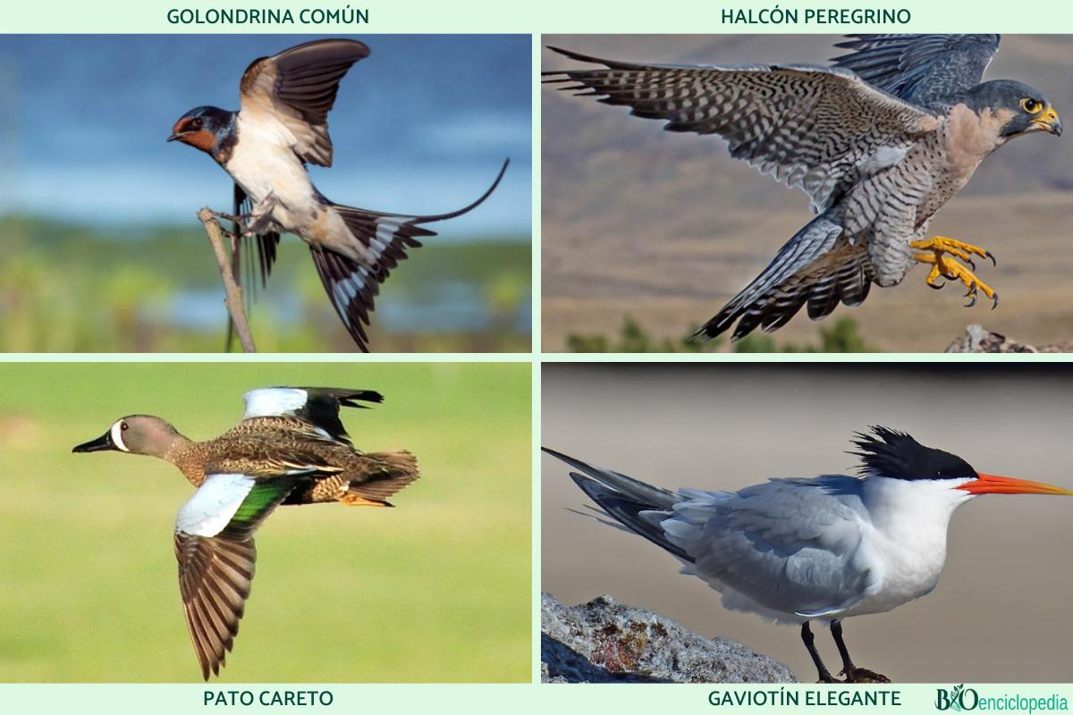 Aves migratorias: qué son, características y ejemplos - Resumen