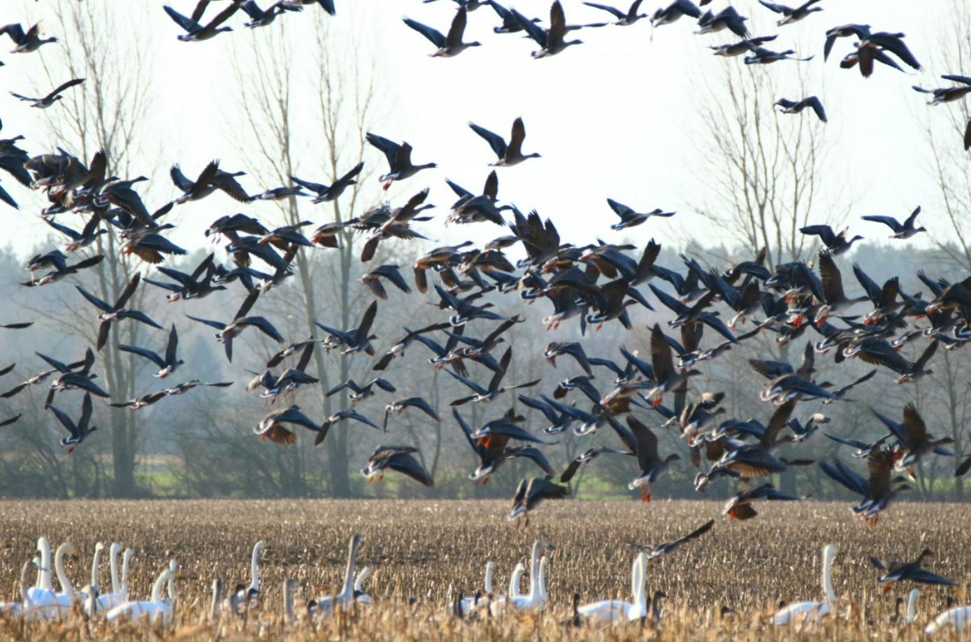 Aves migratorias: qué son, características y ejemplos - Resumen