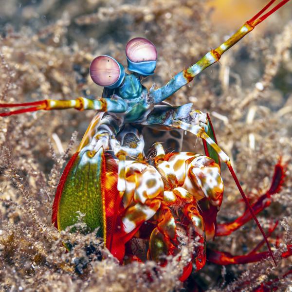 Anatomía Del Camarón Mantis Impresiones De Arte Ordenadas Por Temas