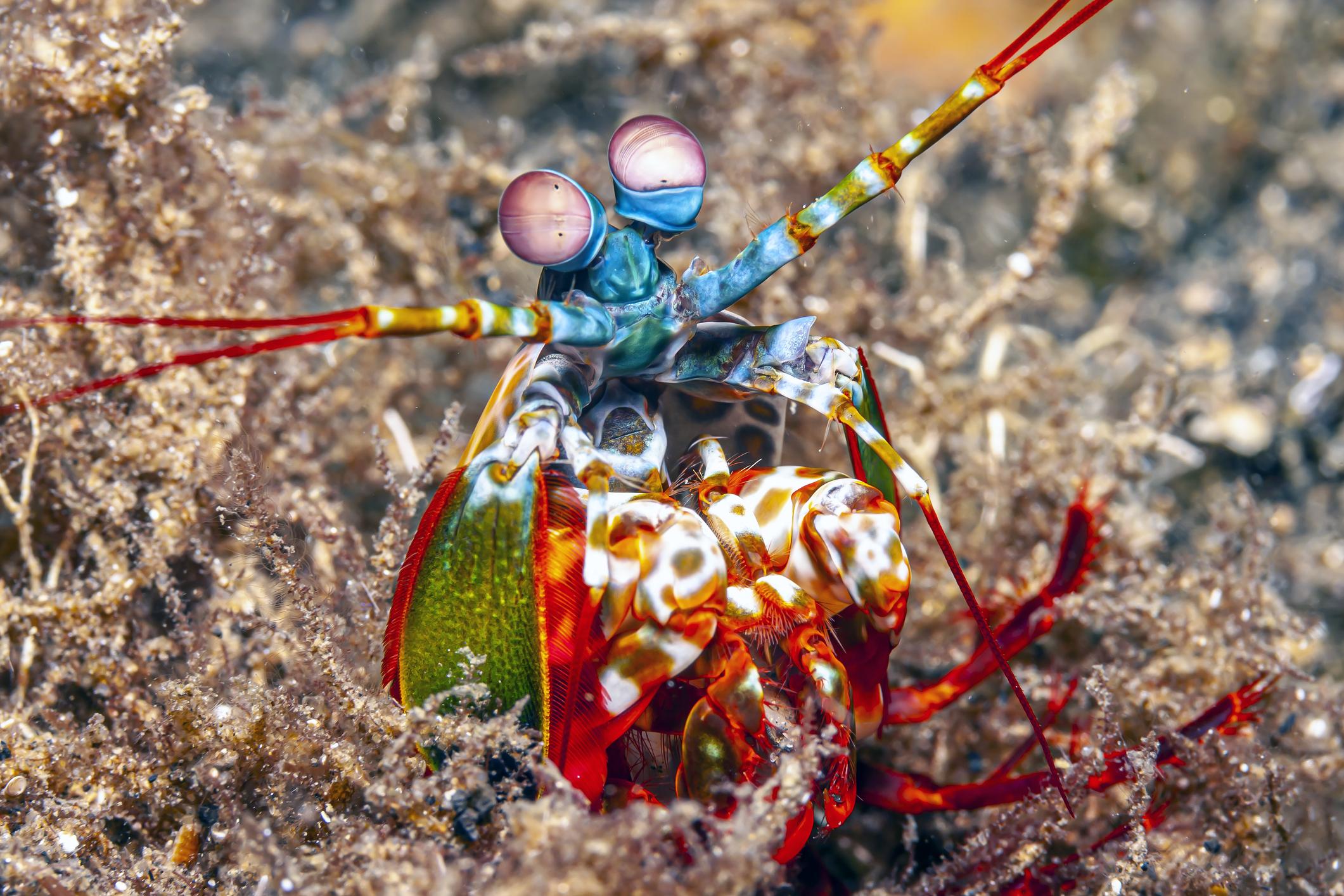 Camarón mantis - Características, hábitat y alimentación