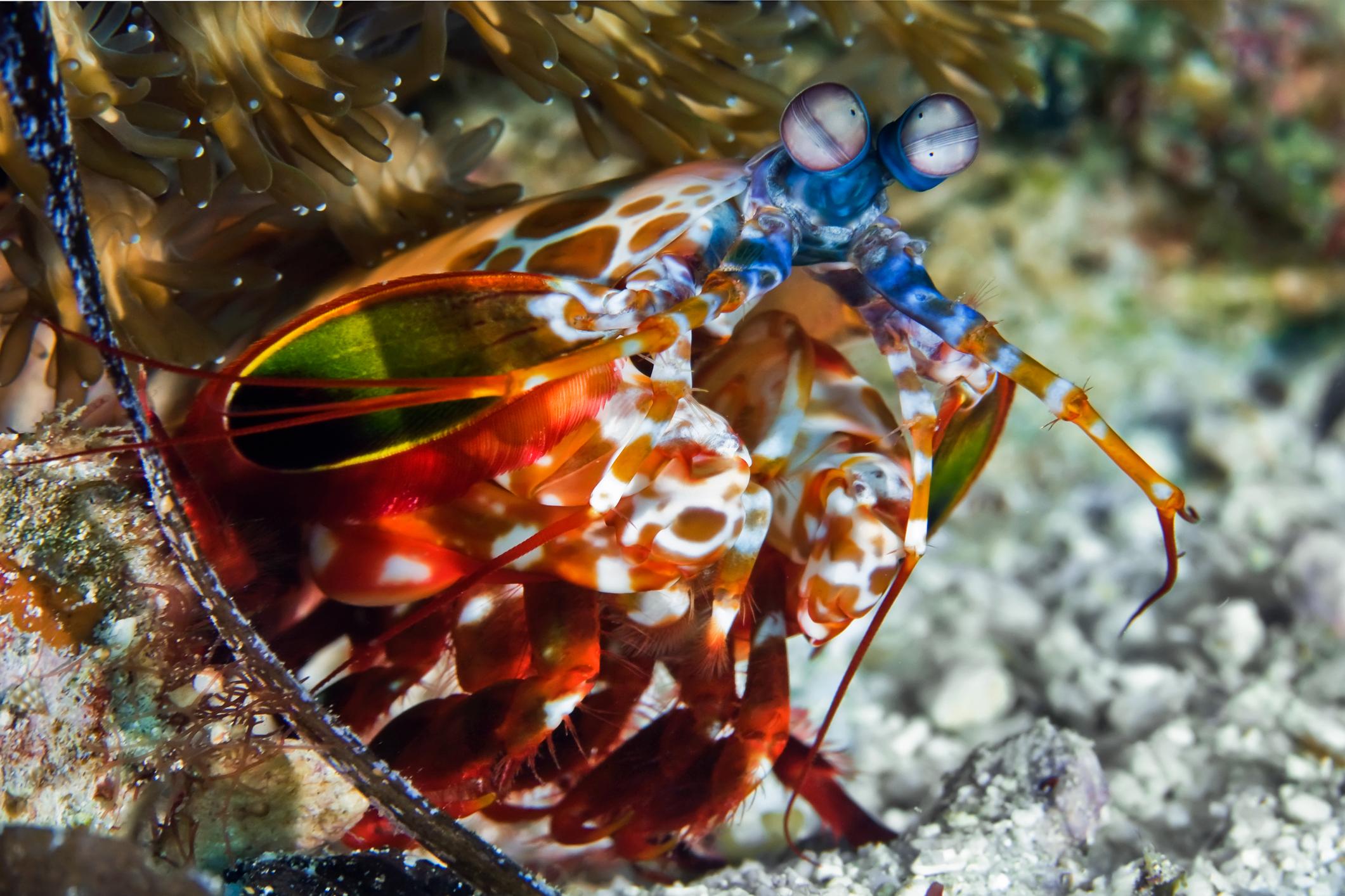 Camarón mantis - Características, hábitat y alimentación