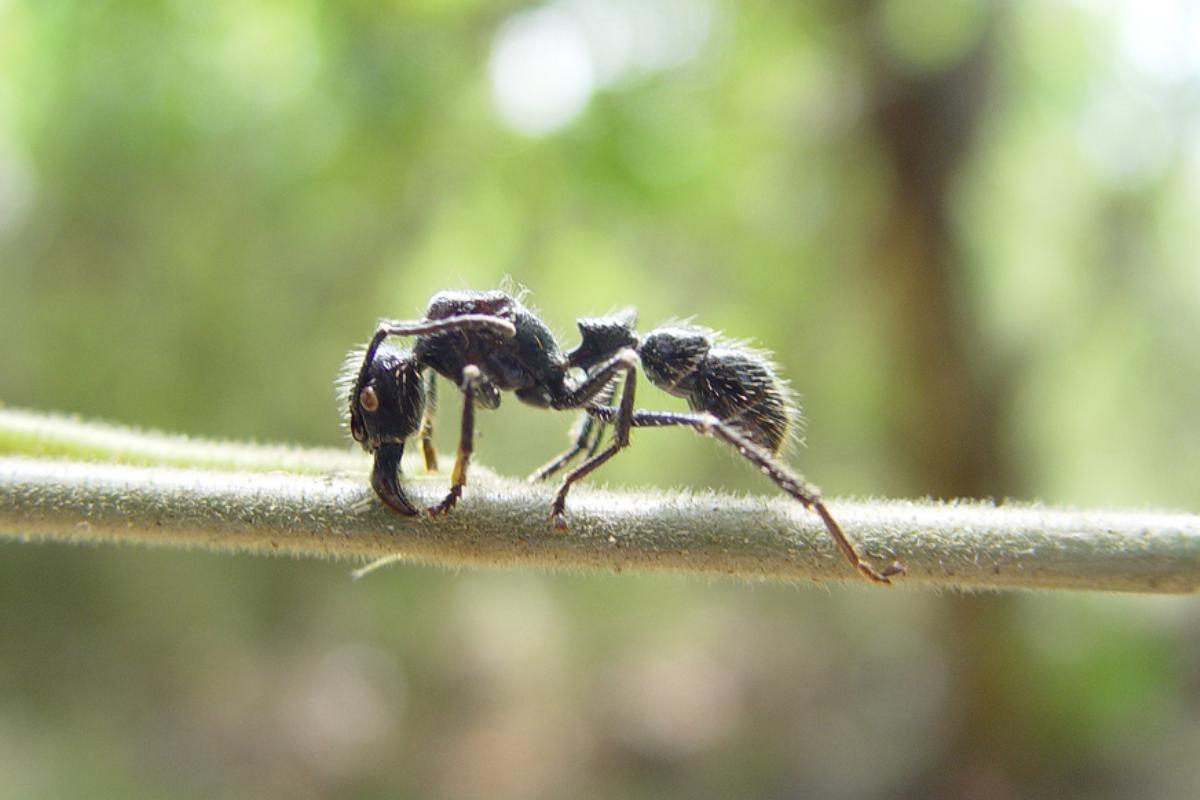 Hormiga bala o Paraponera clavata - Características, tamaño, picadura y ...