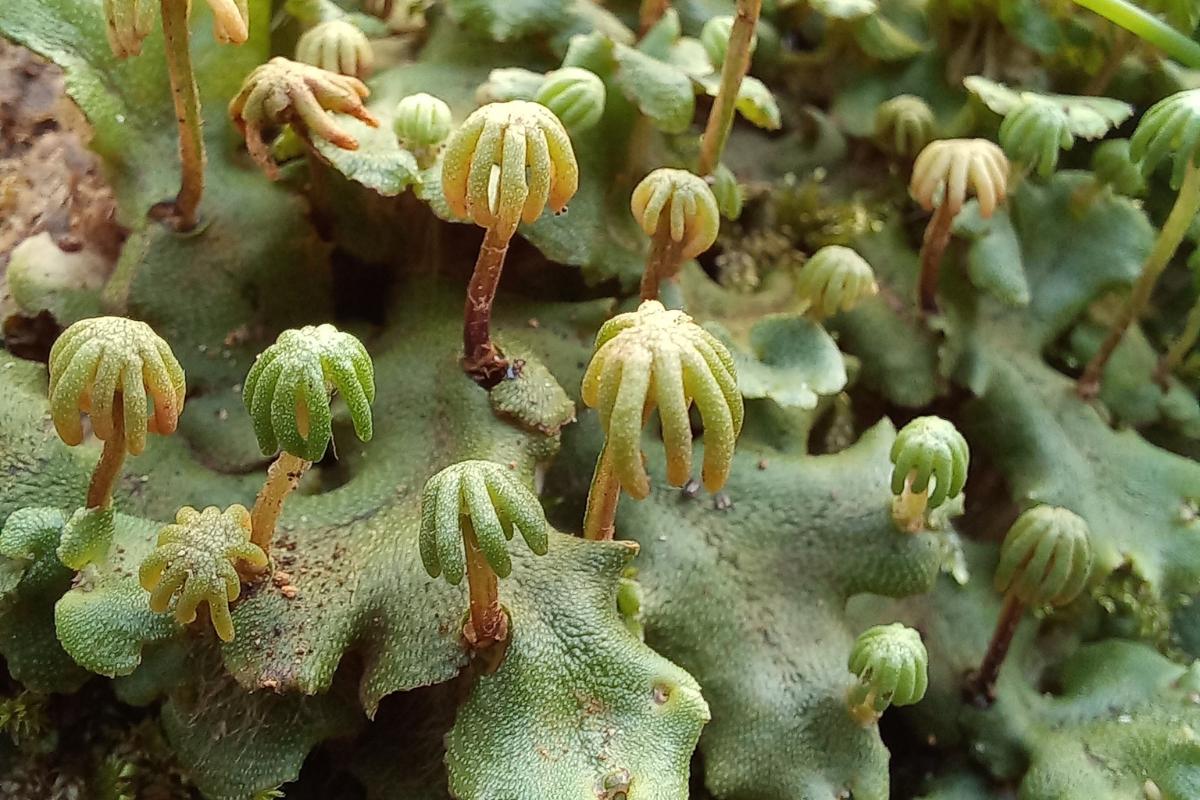 Plantas hepáticas: qué son, características, partes, tipos y ejemplos ...