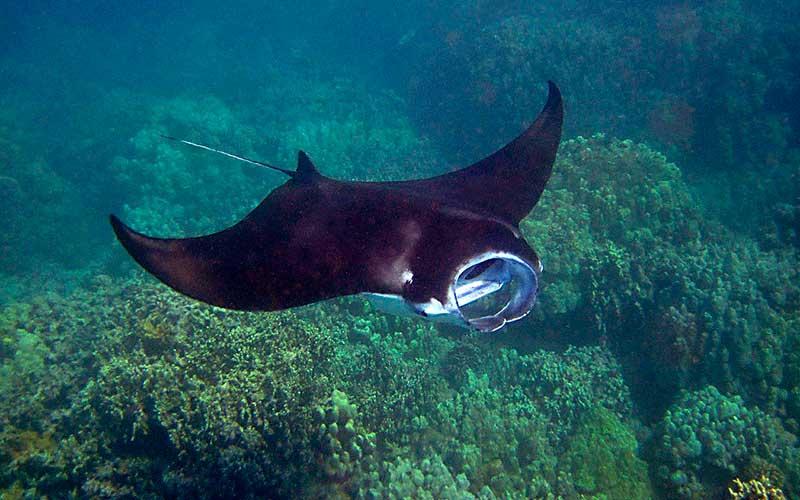 Mantarraya gigante - Descripción y características
