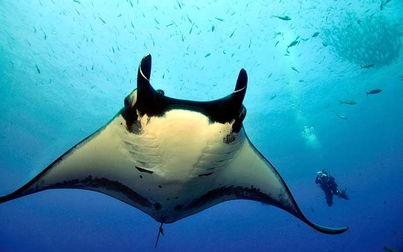 Mantarraya gigante - Descripción y características