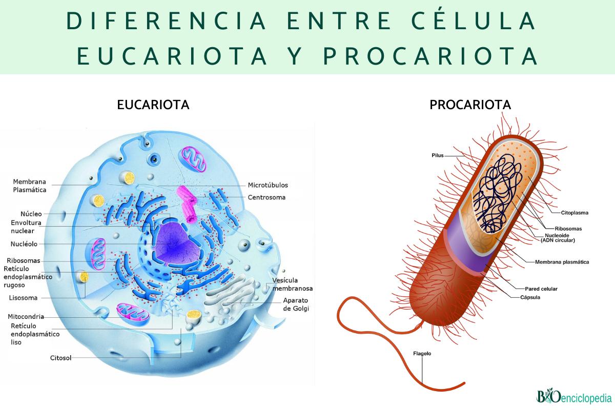 Anatomía Funcional De Las Células Procariotas Y Eucariotas. ANATOMIA