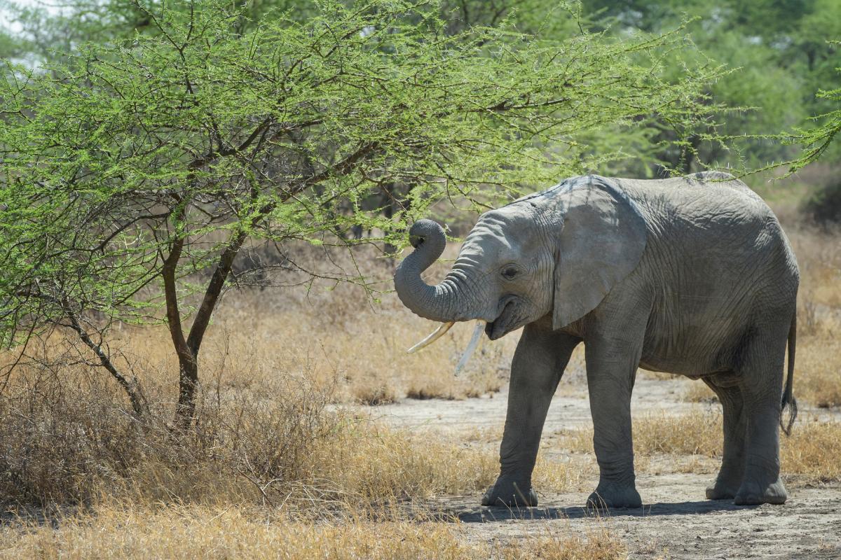 Elefante africano - Características, hábitat y alimentación