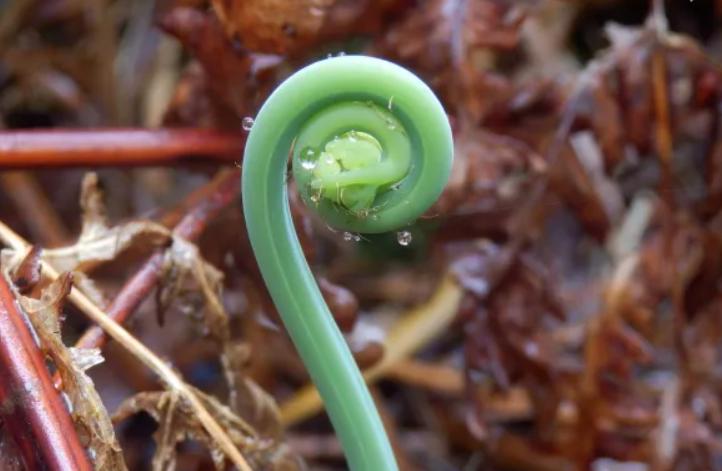 Pteridofitas: características y ejemplos