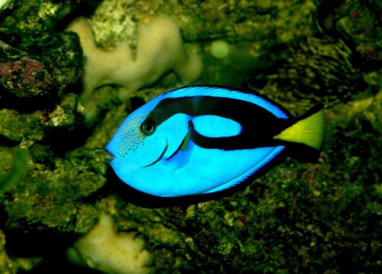Pez cirujano azul - Características, hábitat y qué come