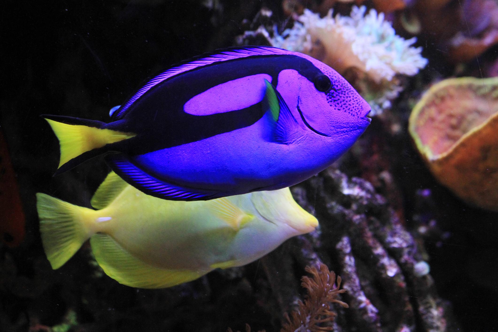 Pez cirujano azul - Características, hábitat y qué come