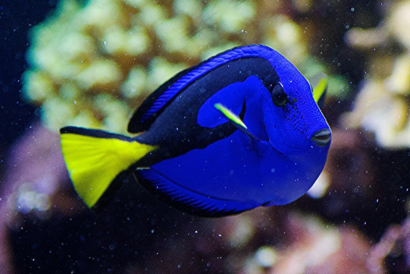 Pez cirujano azul - Características, hábitat y qué come