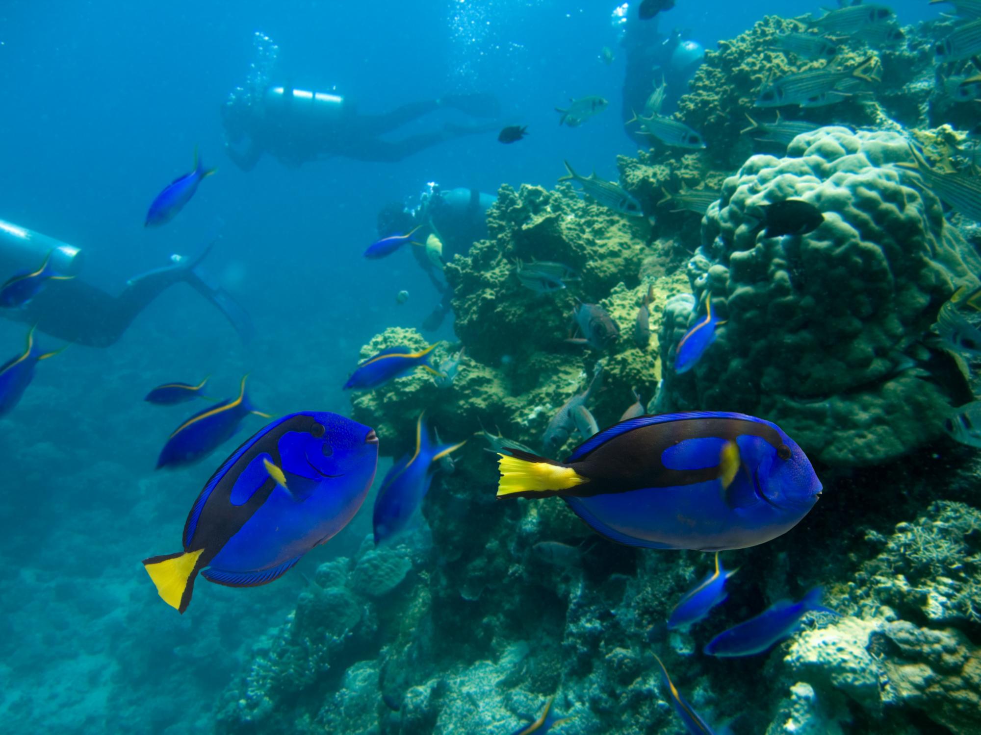 Pez cirujano azul - Características, hábitat y qué come