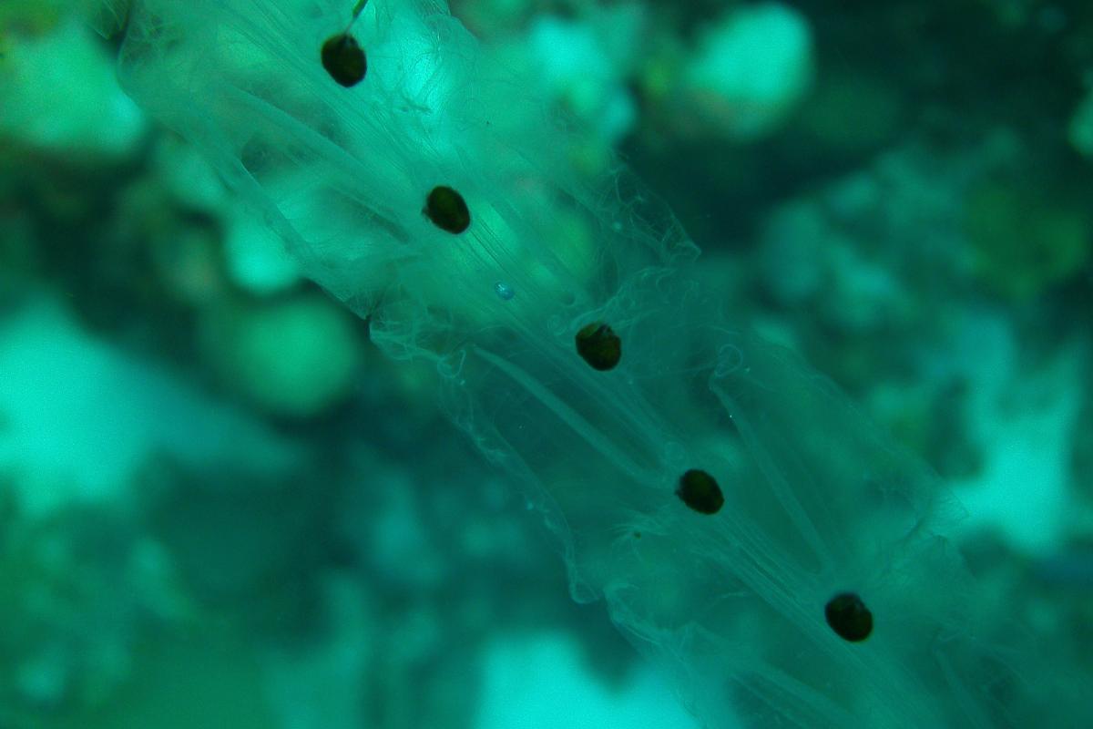 Salpas - Qué son, características, tipos y picadura