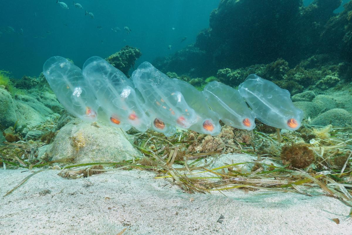 Salpas - Qué son, características, tipos y picadura