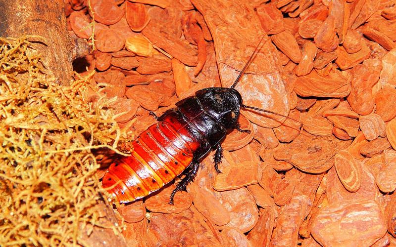 Cucaracha - Características, hábitat, alimentación y reproducción