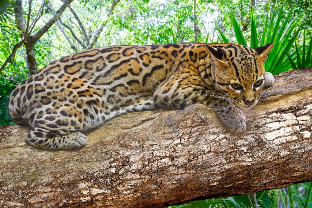 Ocelote o Leopardus pardalis - Características, dónde vive y alimentación